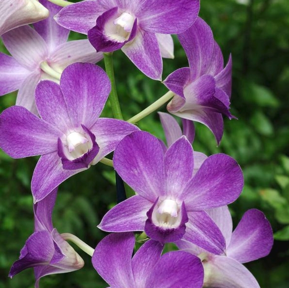 Other | Live Dendrobium Sanook Blue Happiness Orchid | Poshmark